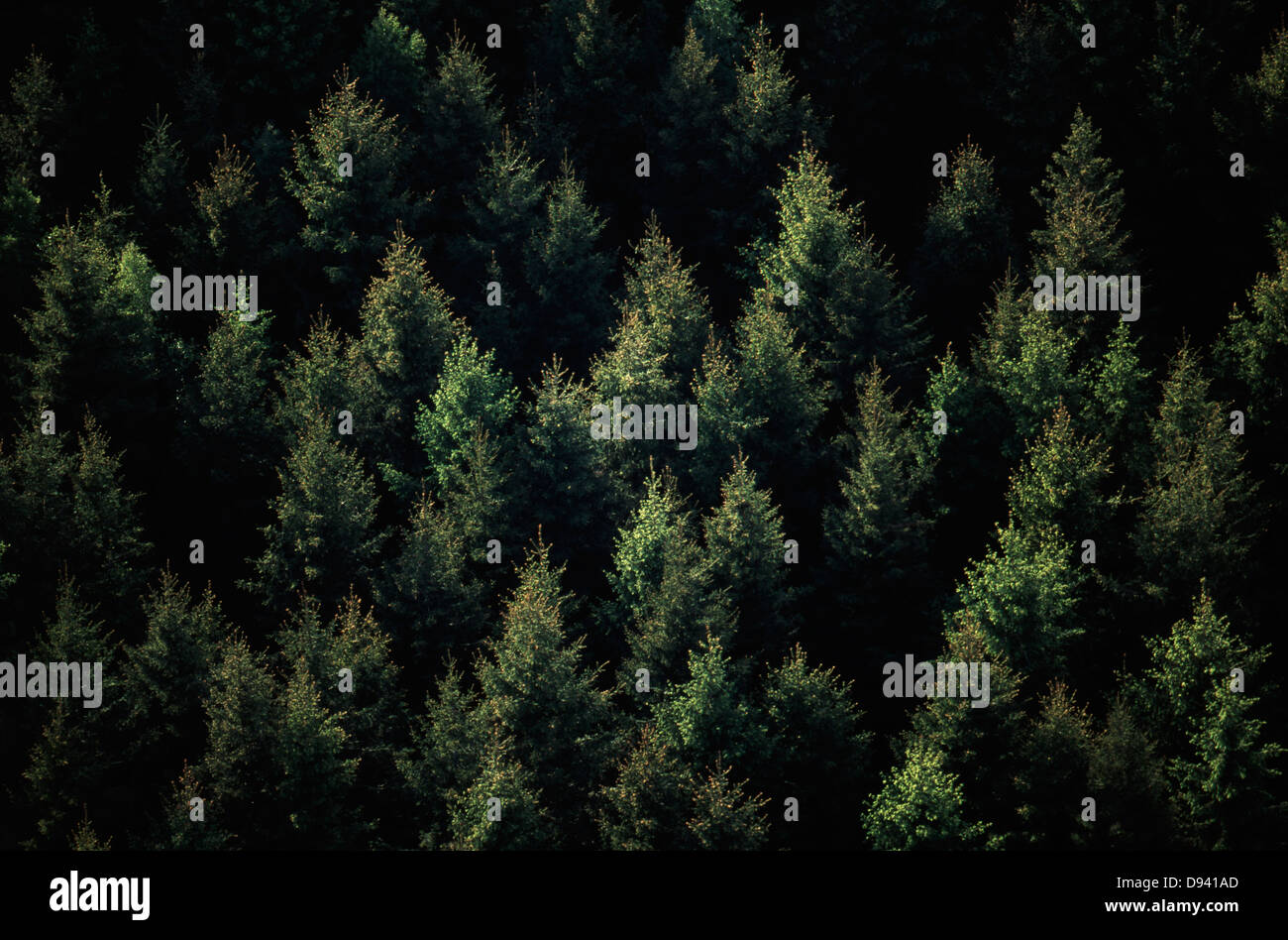 Conifer forest from above Stock Photo - Alamy