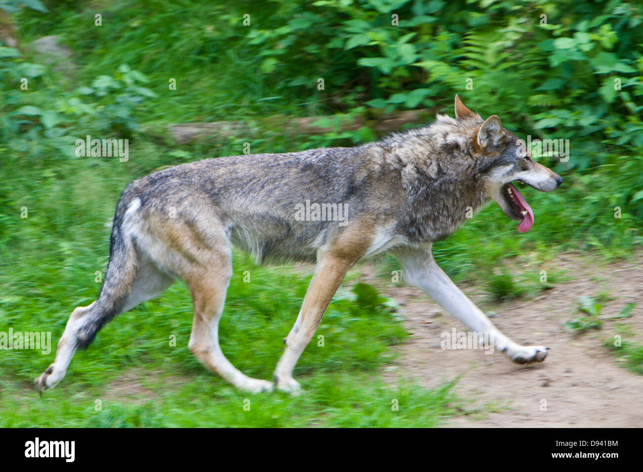 A wolf in a zoological park, Sweden Stock Photo - Alamy