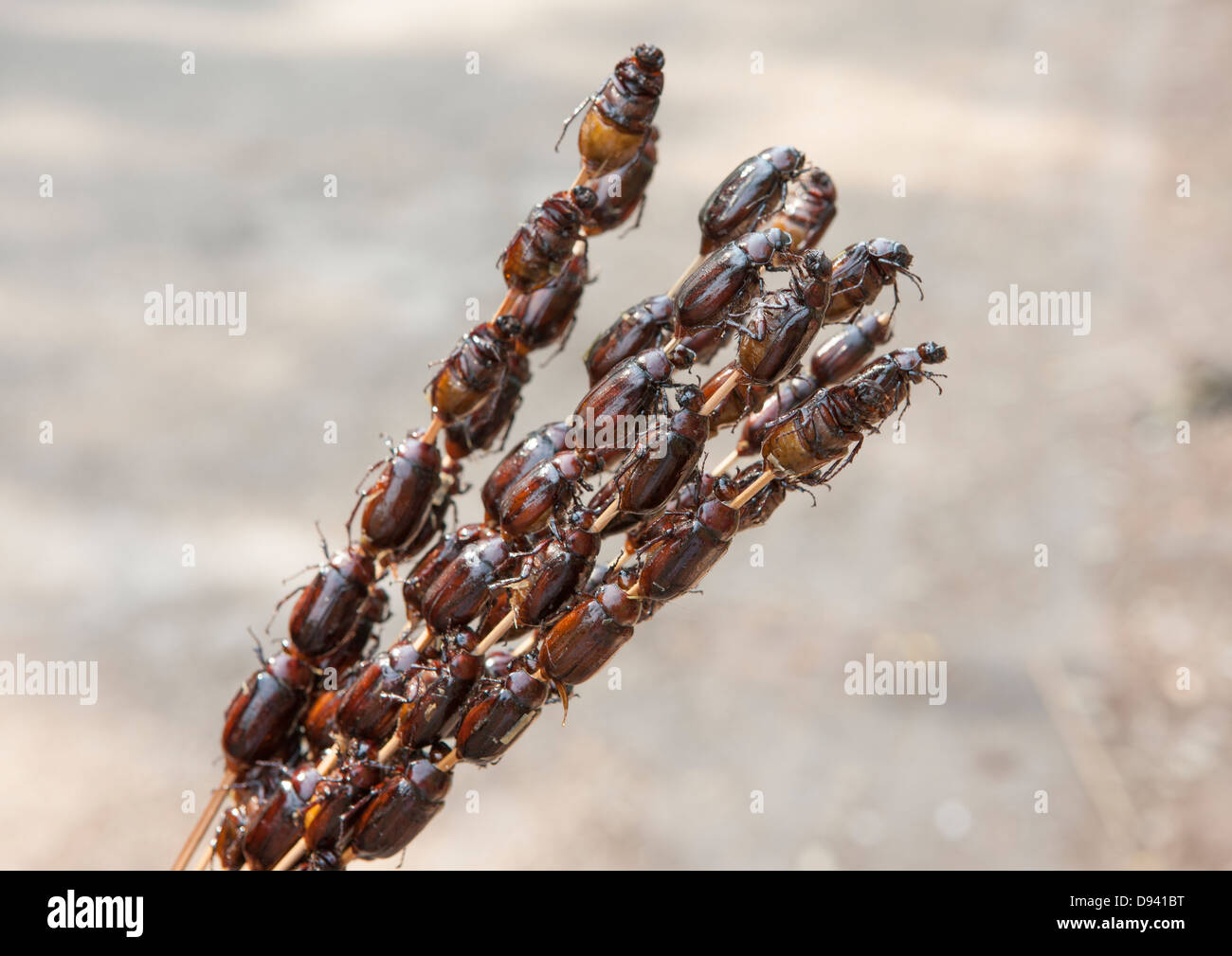 Insects of south east asia hi-res stock photography and images - Alamy