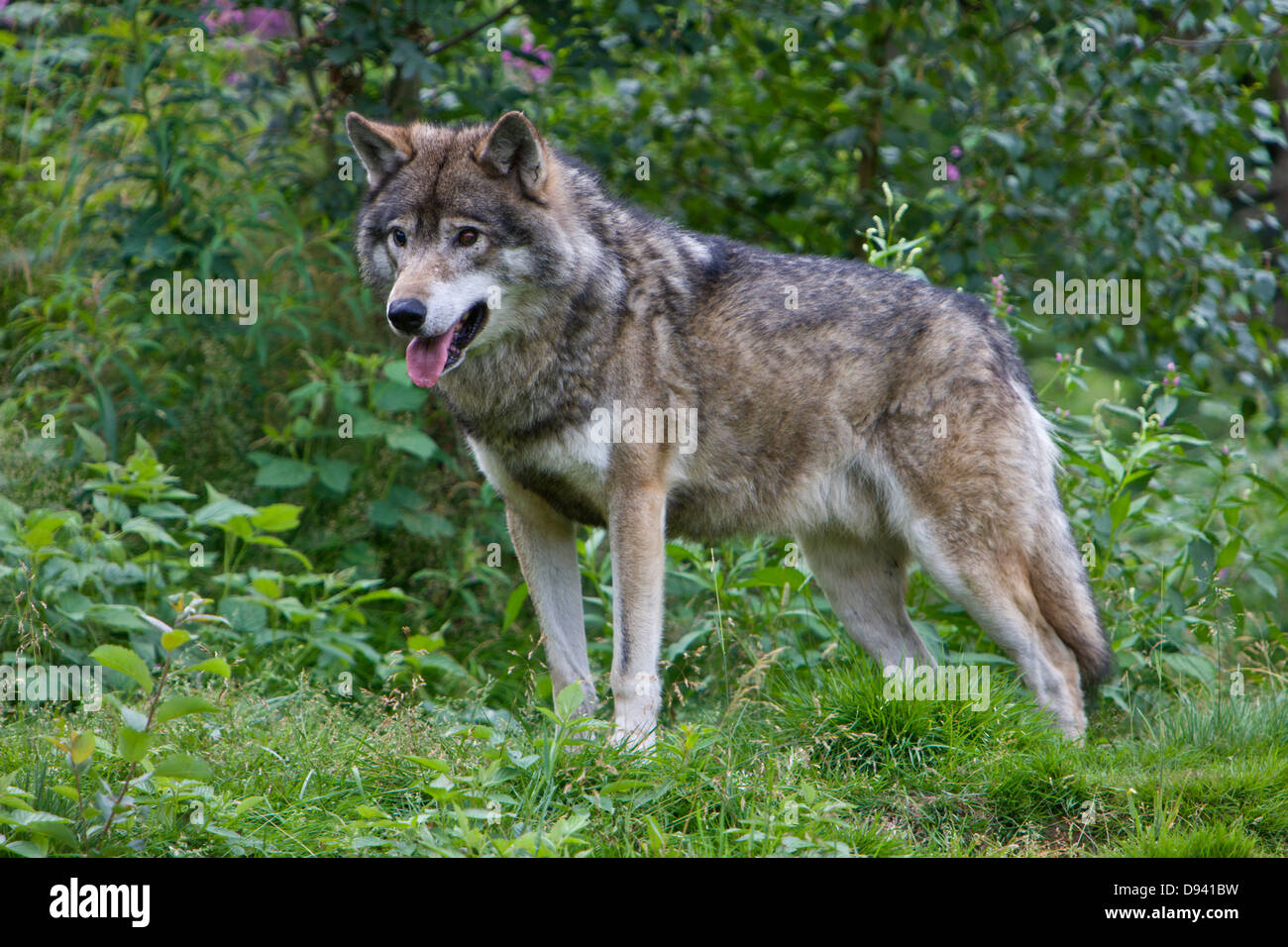 A wolf in a zoological park, Sweden Stock Photo - Alamy