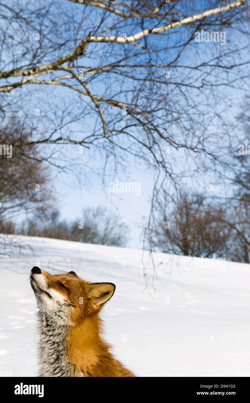 Fox looking up hi-res stock photography and images - Alamy