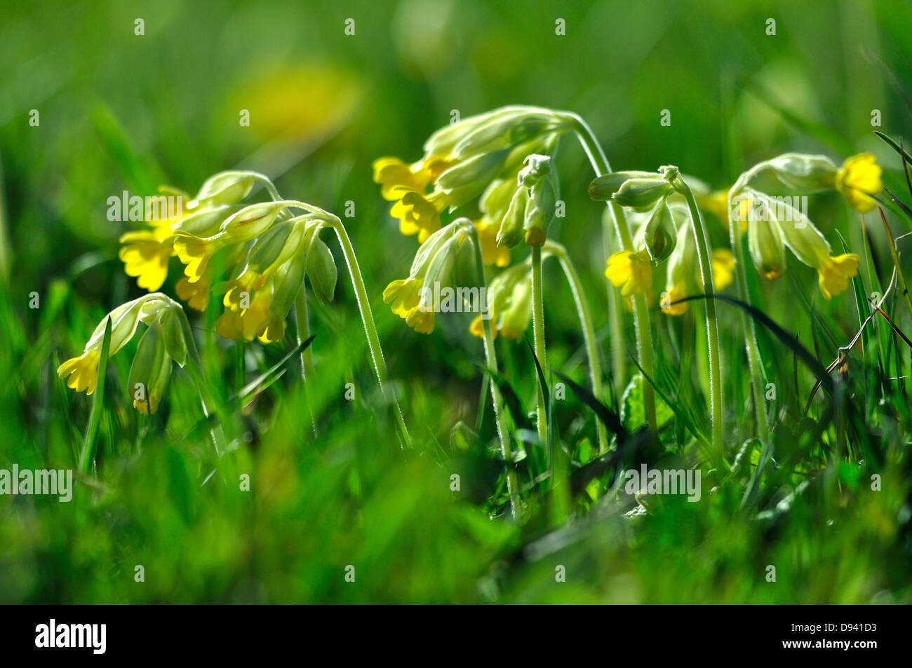 A stand of wild cowslips Stock Photo - Alamy