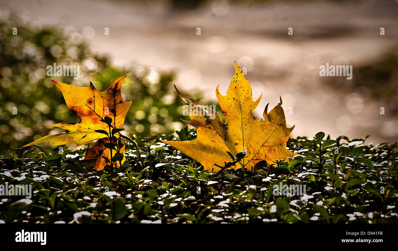 Collage of oak and maple leaves hi-res stock photography and images - Alamy
