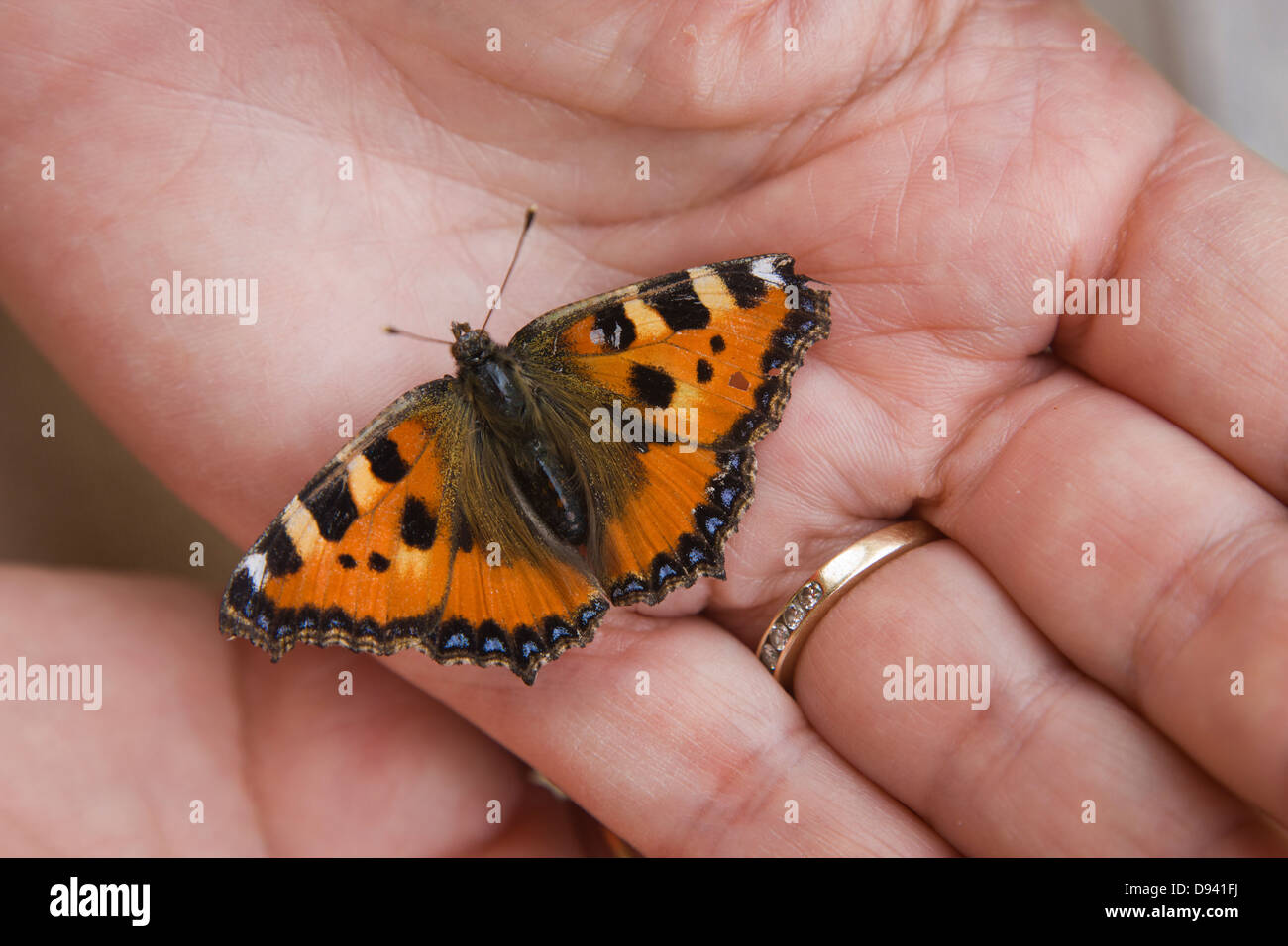 Butterfly in human hand Stock Photo - Alamy