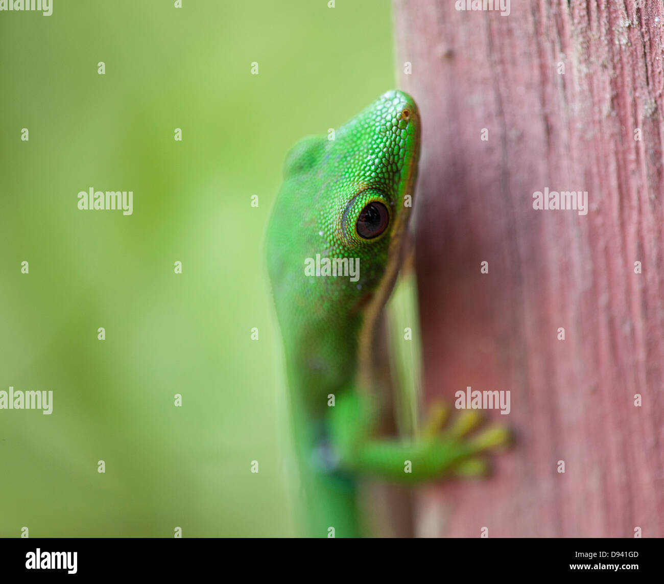 Green gecko clambering tree Stock Photo - Alamy