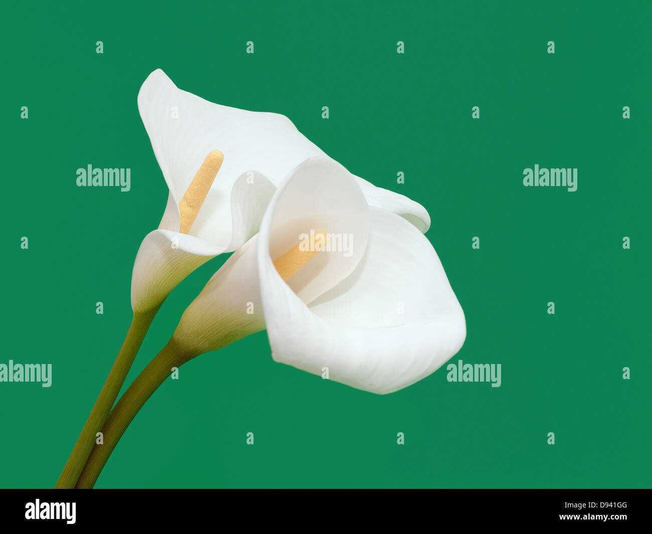 White Calla lily Stock Photo - Alamy