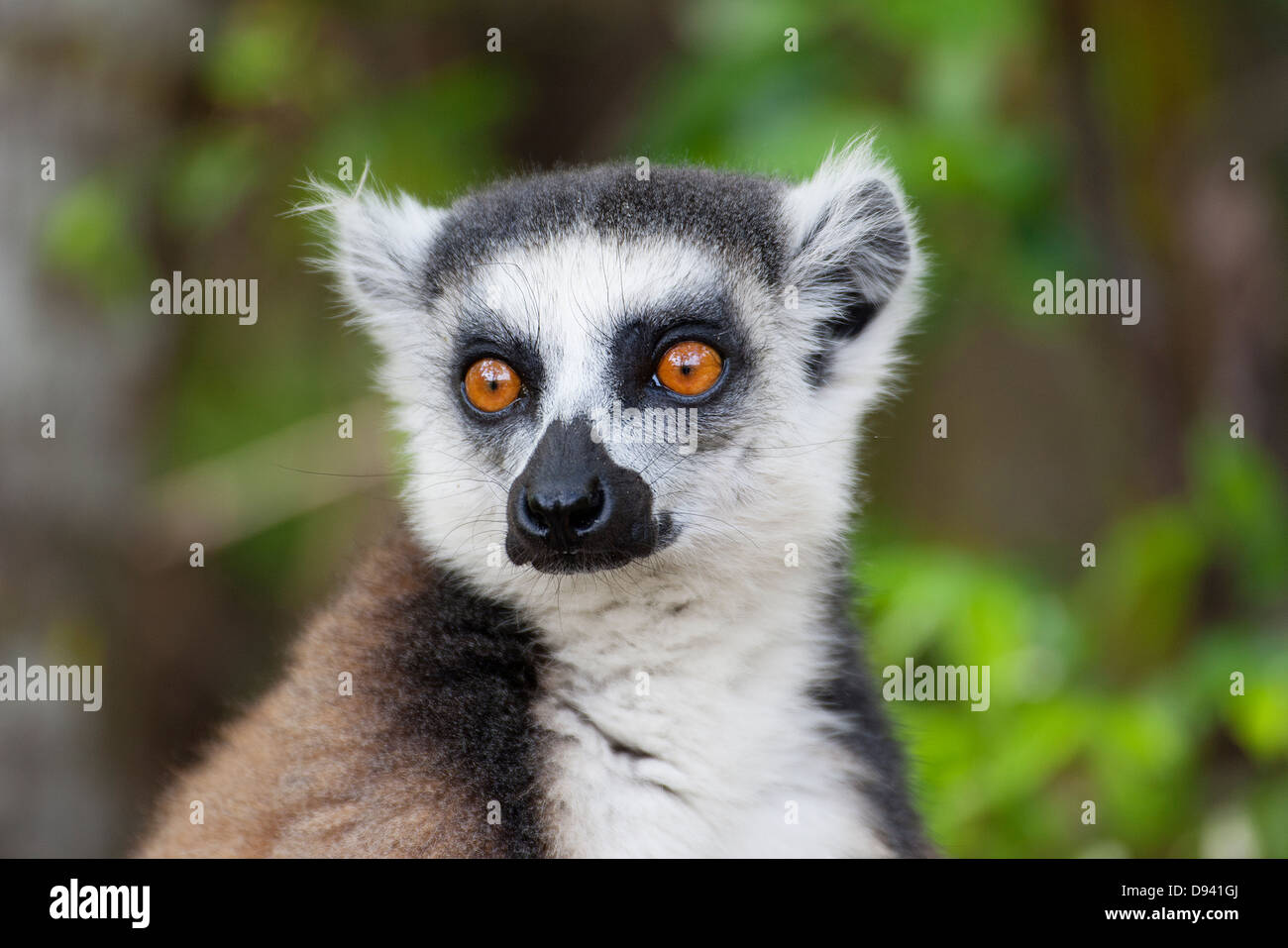 Lemur eye looking at camera hi-res stock photography and images - Alamy