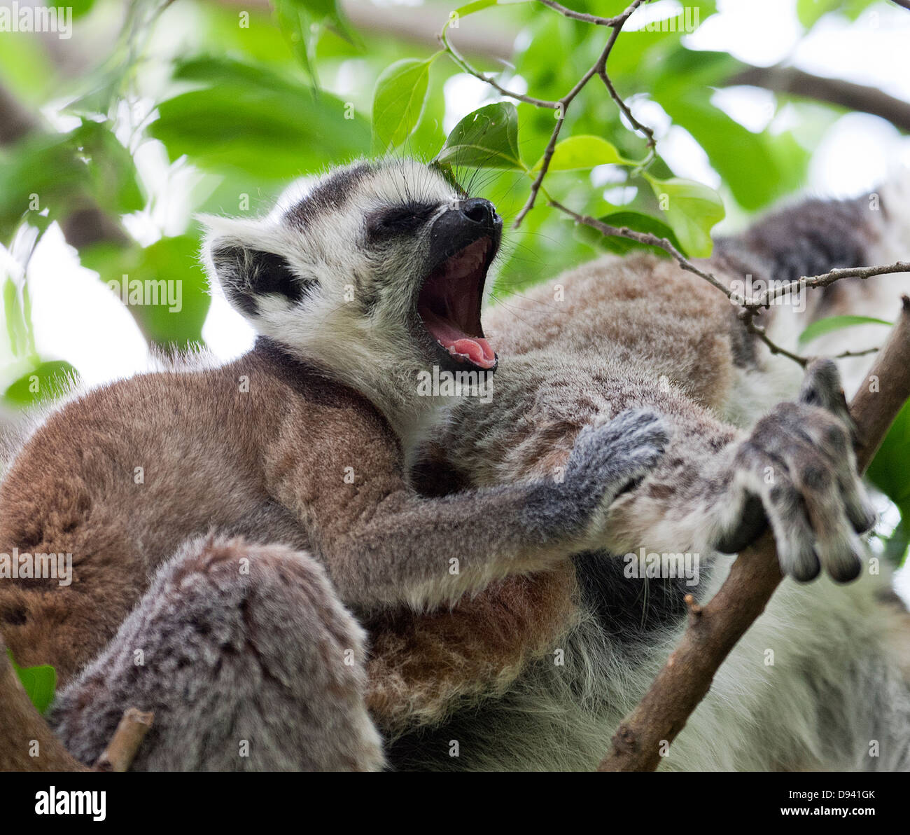 Yawning lemur hi-res stock photography and images - Alamy