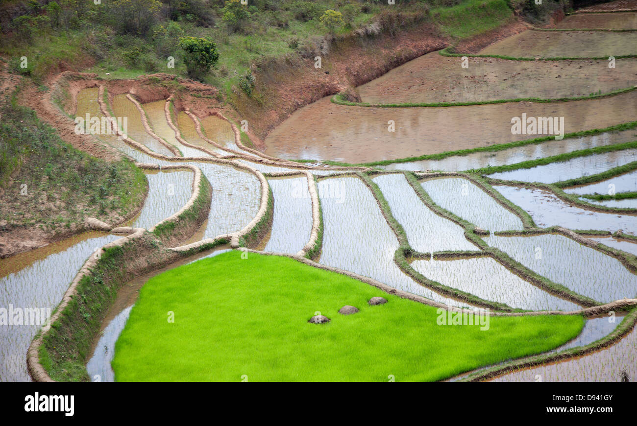 Terraced rice field Stock Photo - Alamy