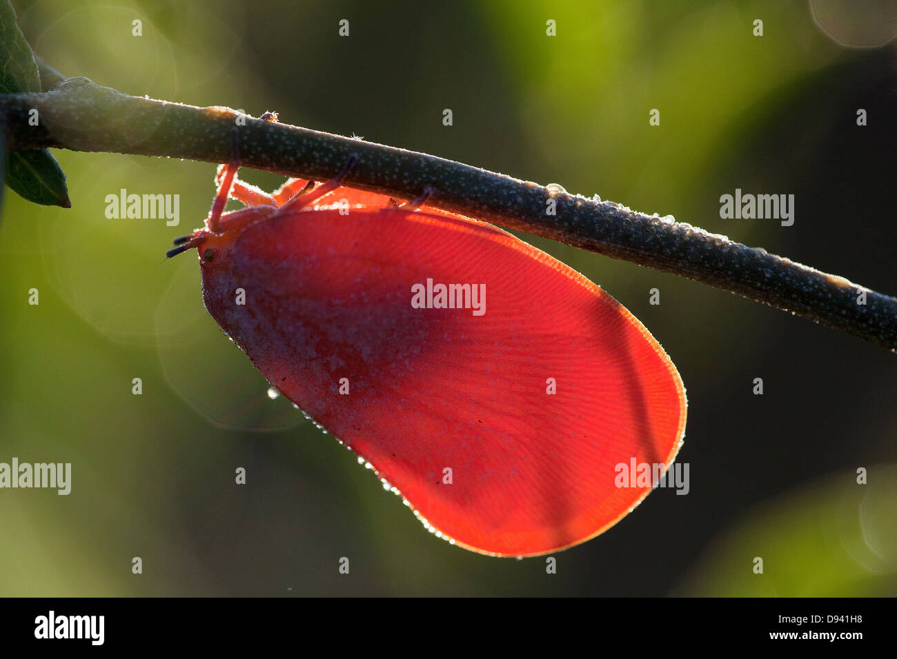 Red color insect hi-res stock photography and images - Alamy