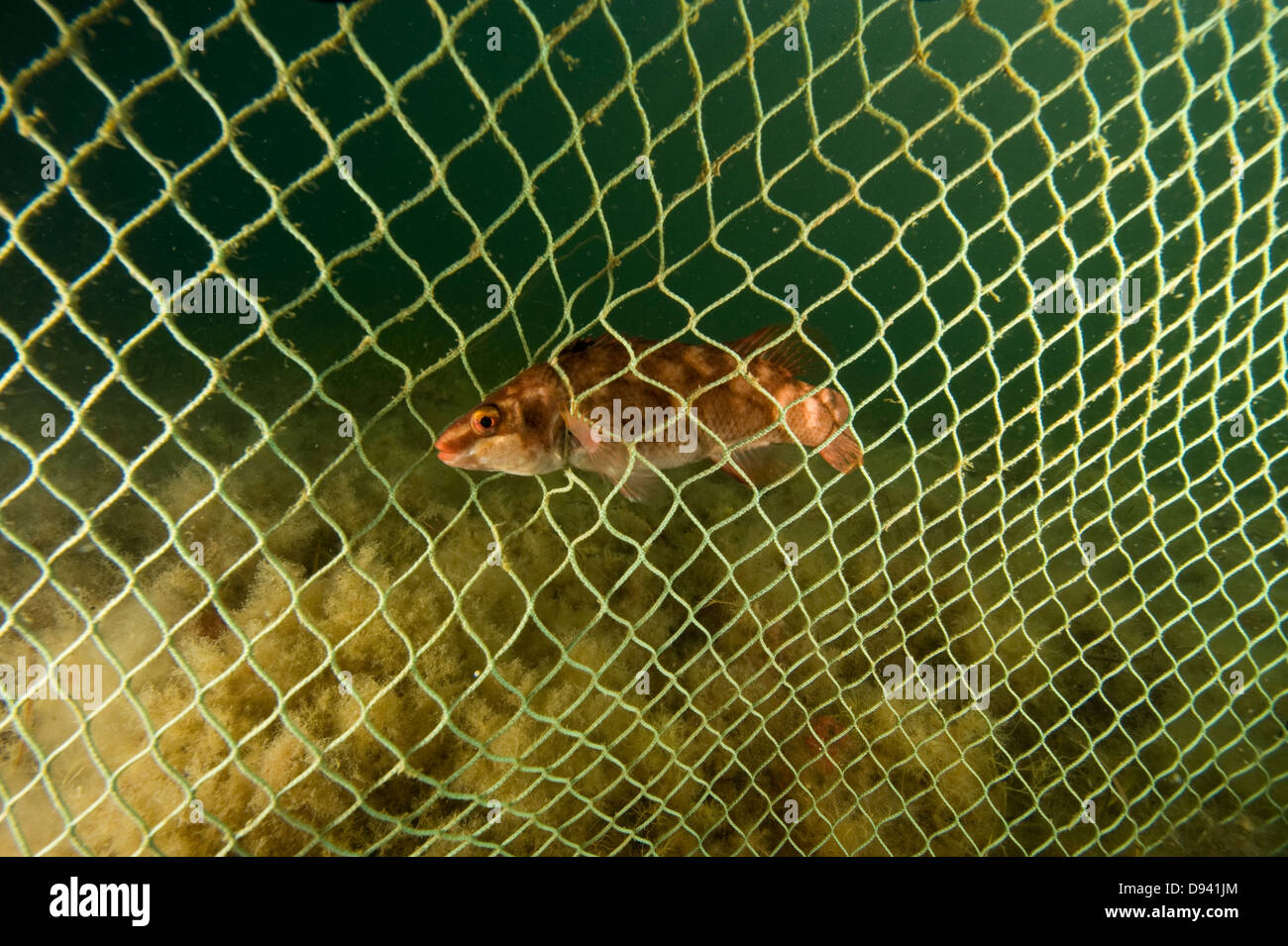 Rock fish trap hi-res stock photography and images - Alamy