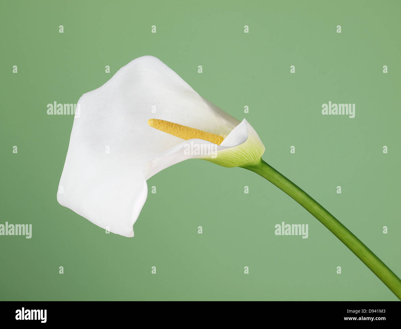 White Calla lily Stock Photo - Alamy