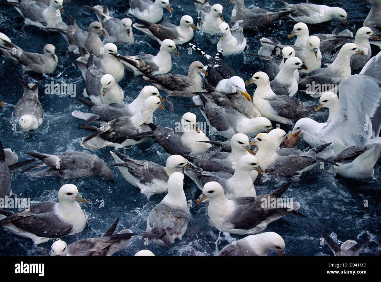 Gulls by the water, Norway Stock Photo - Alamy