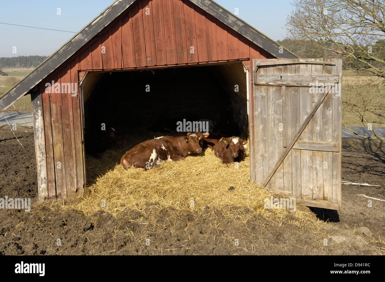 Friendly calves hi-res stock photography and images - Alamy