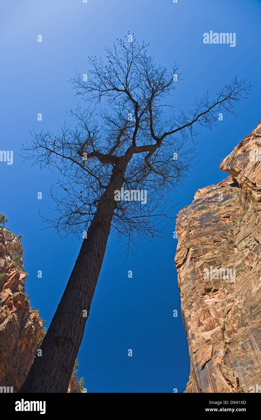 Tall aspen tree against blue sky Stock Photo - Alamy