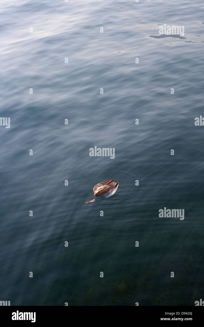 Dead duck in water hi-res stock photography and images - Alamy