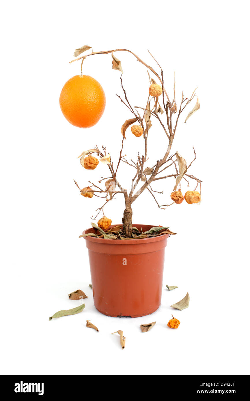 Withered tree Cut Out Stock Images & Pictures - Alamy