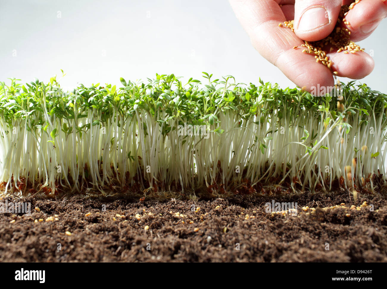 Human hand sowing seeds near cress sprouts, studio shot Stock Photo - Alamy