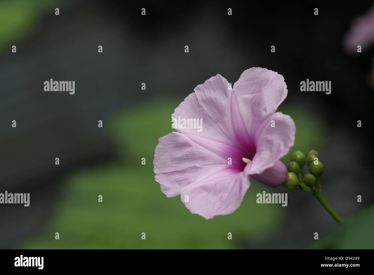 Dreamy pink flower Stock Photo - Alamy