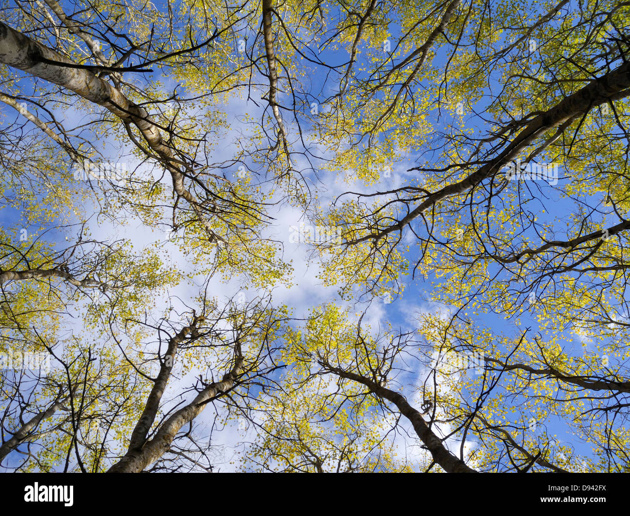 Spring aspen trees hi-res stock photography and images - Alamy