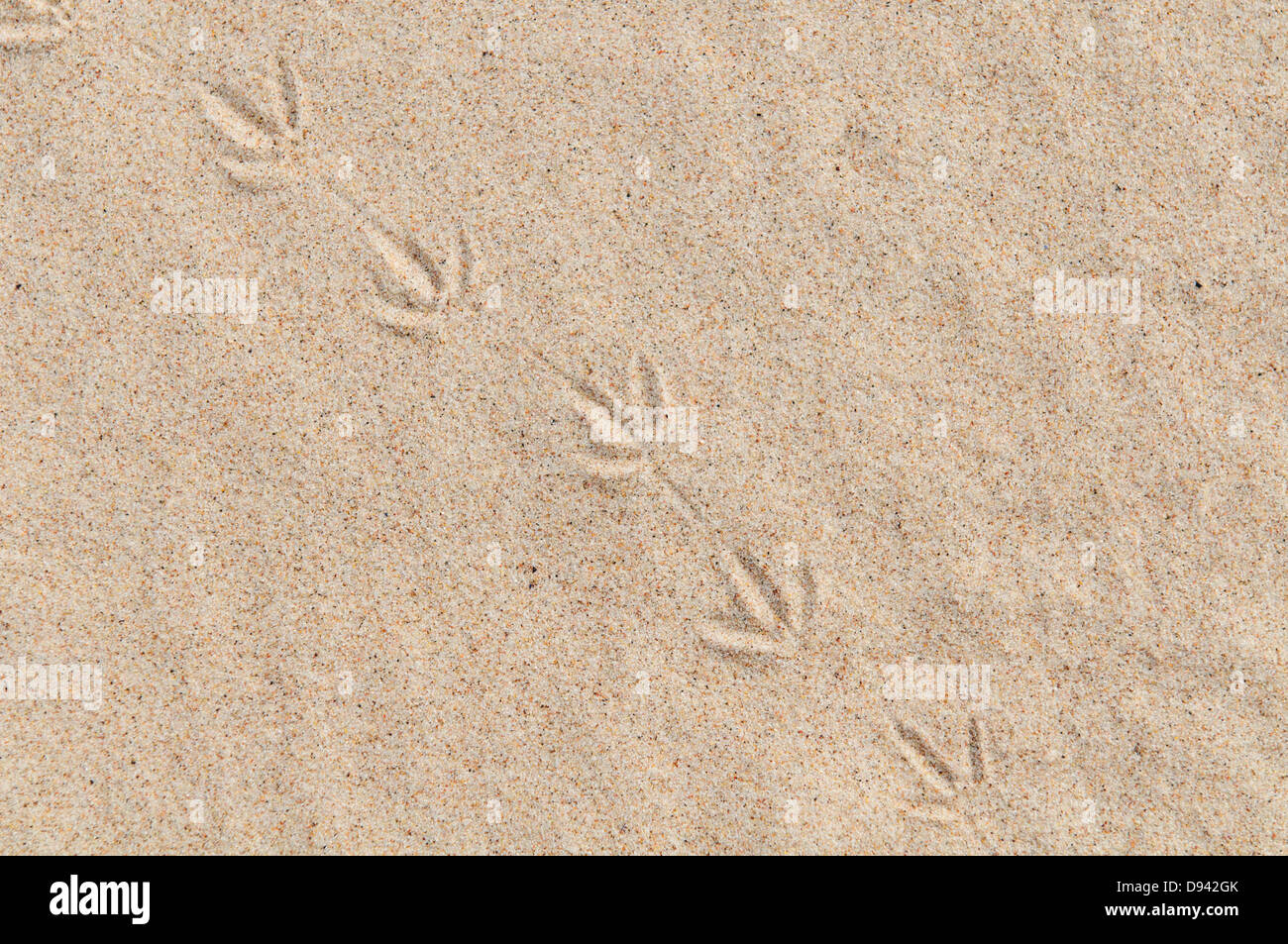 Bird footprints in sand, close-up, elevated view Stock Photo - Alamy