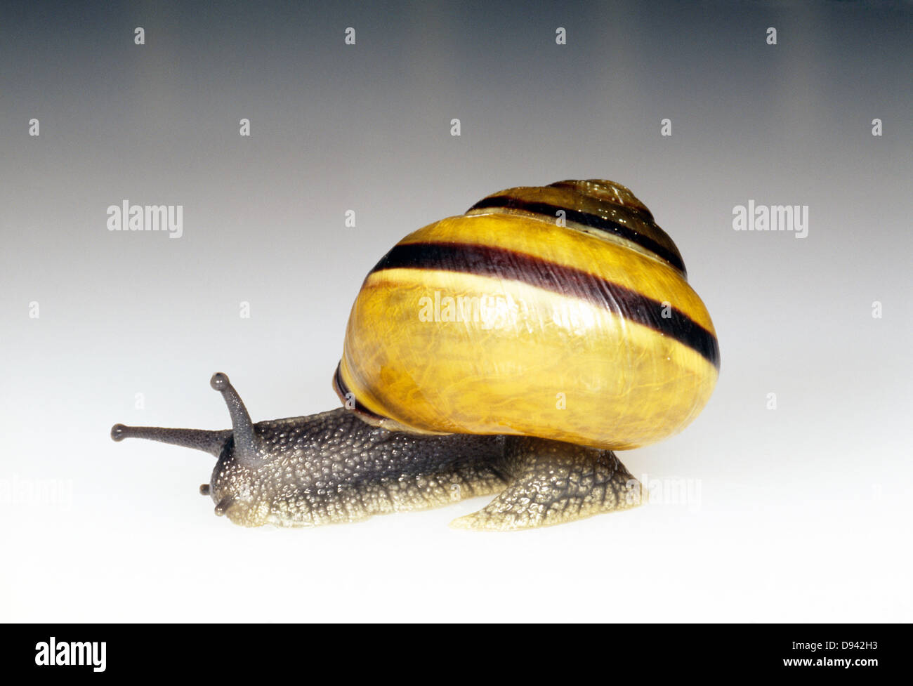 Garden snail, close-up Stock Photo - Alamy