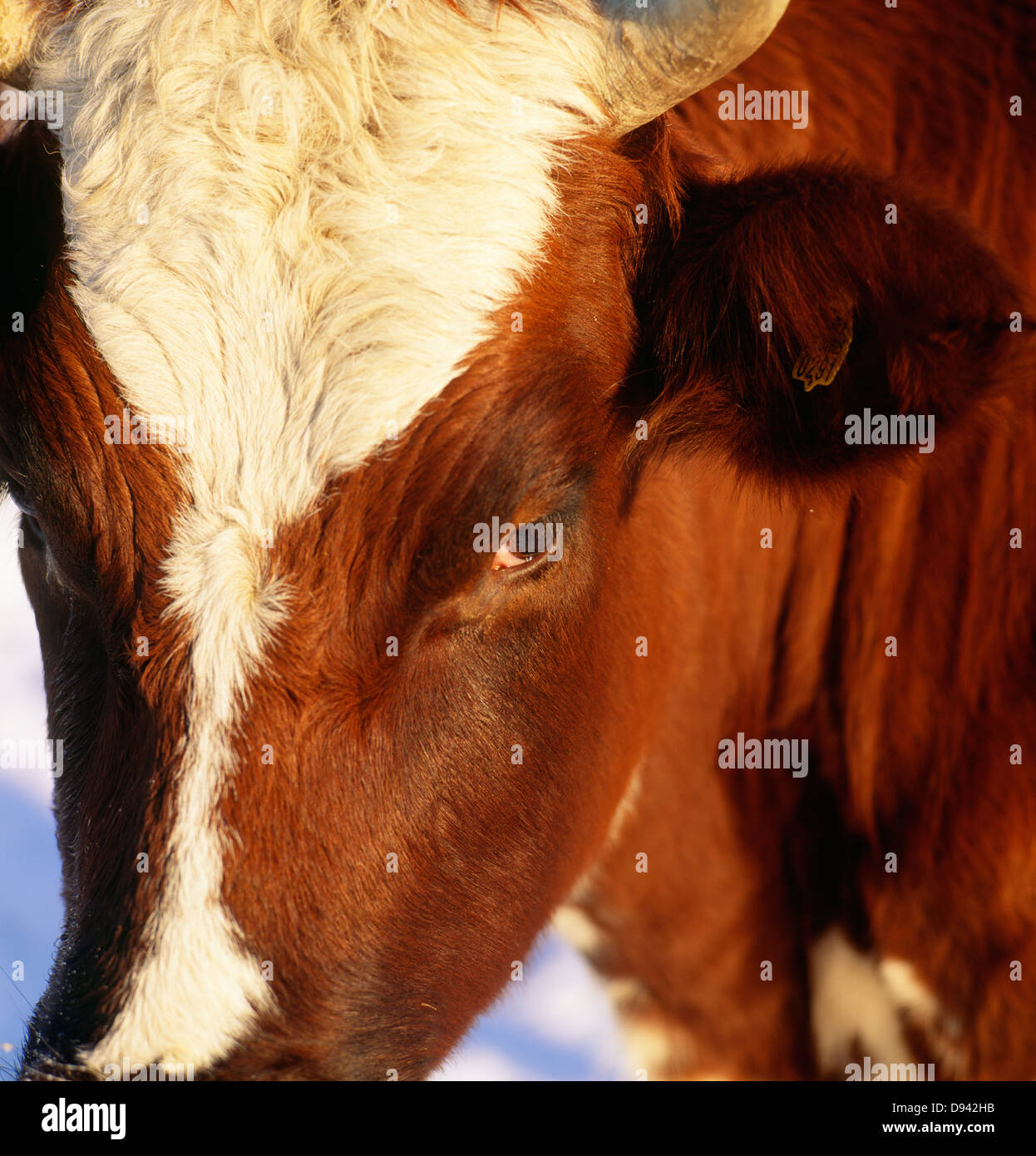 Cow close up hi-res stock photography and images - Alamy