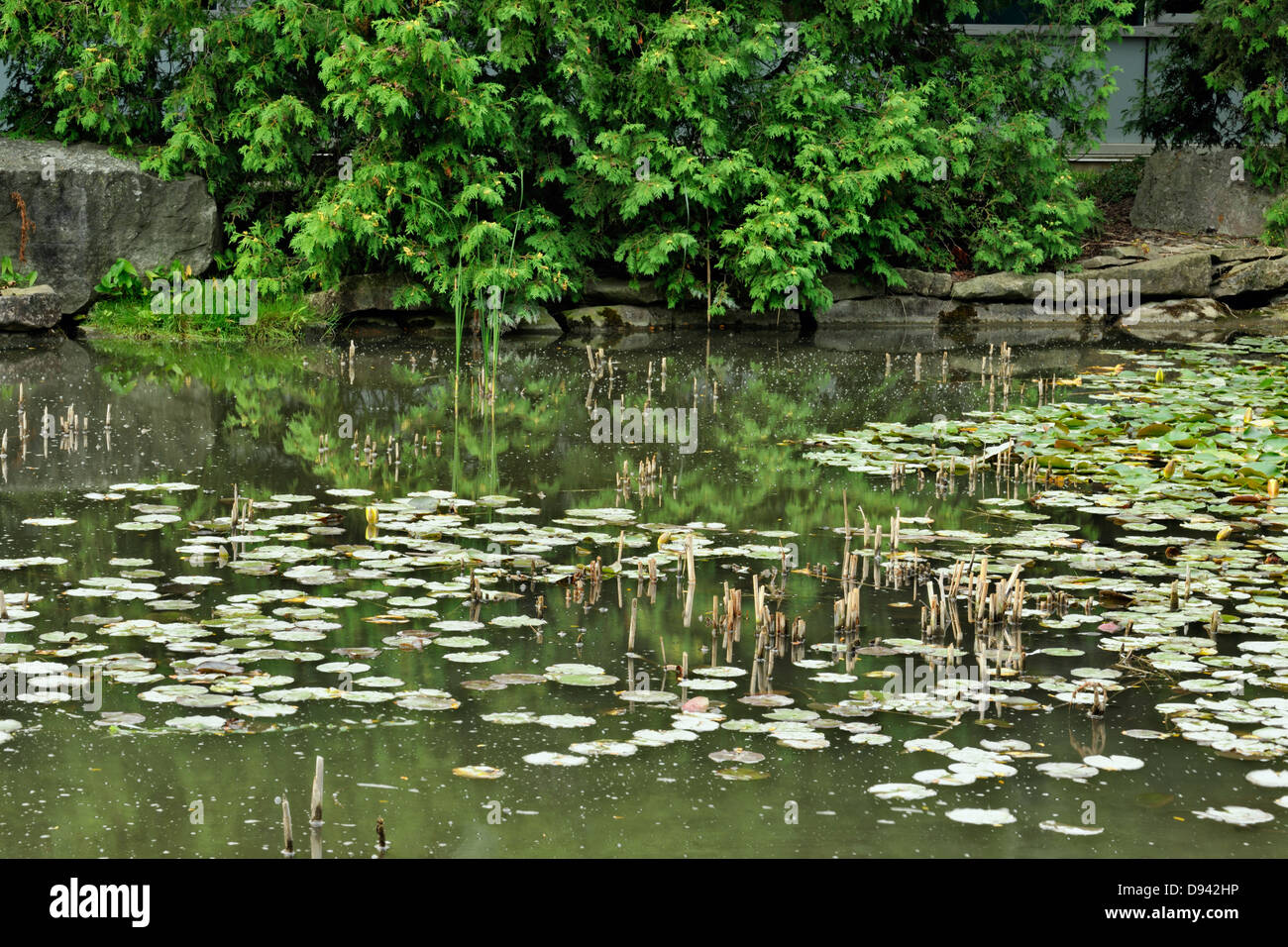 Naturalized pond at Pond Inlet on the Brock University Campus St ...