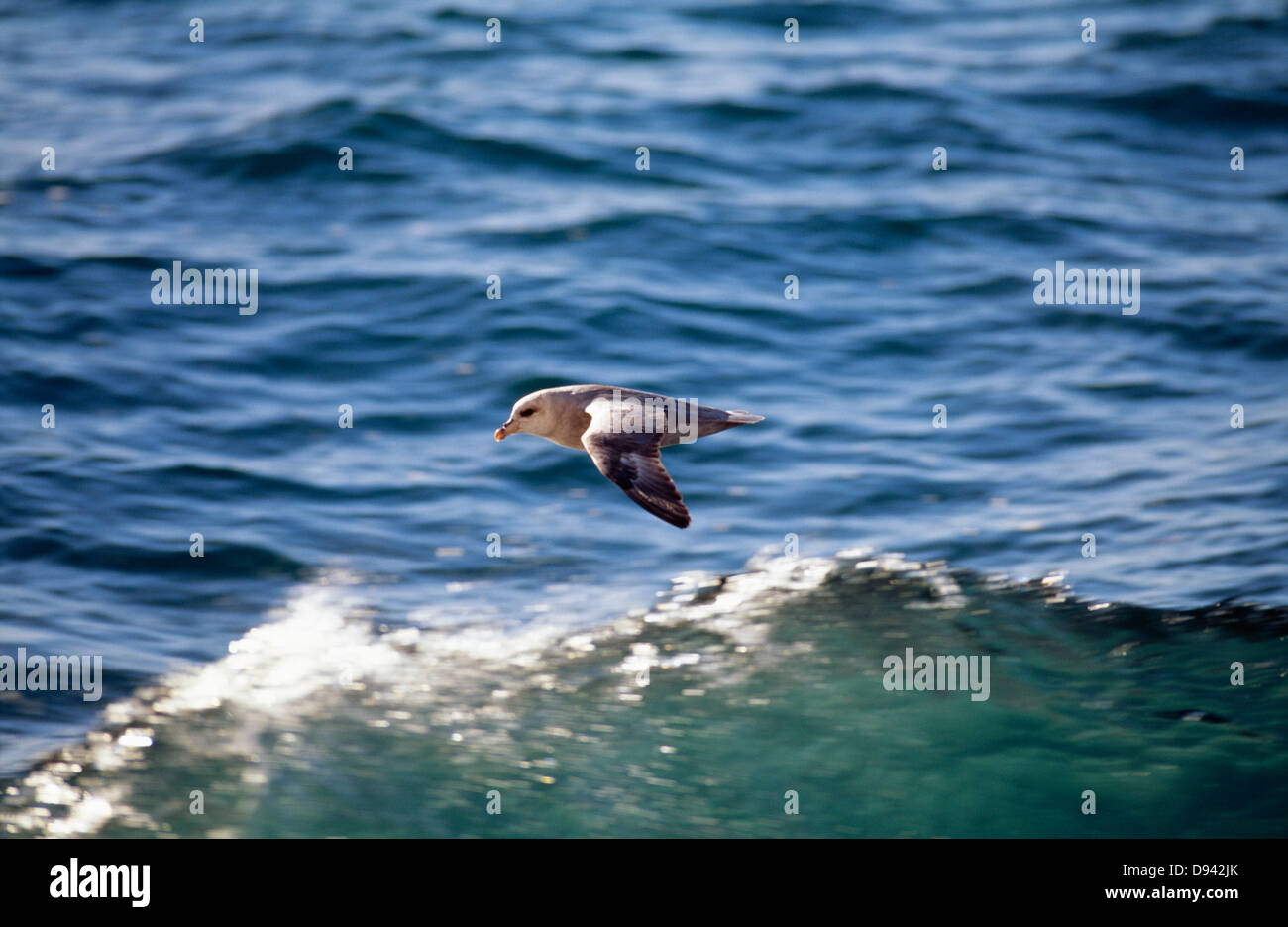 Bird flying above sea Stock Photo - Alamy