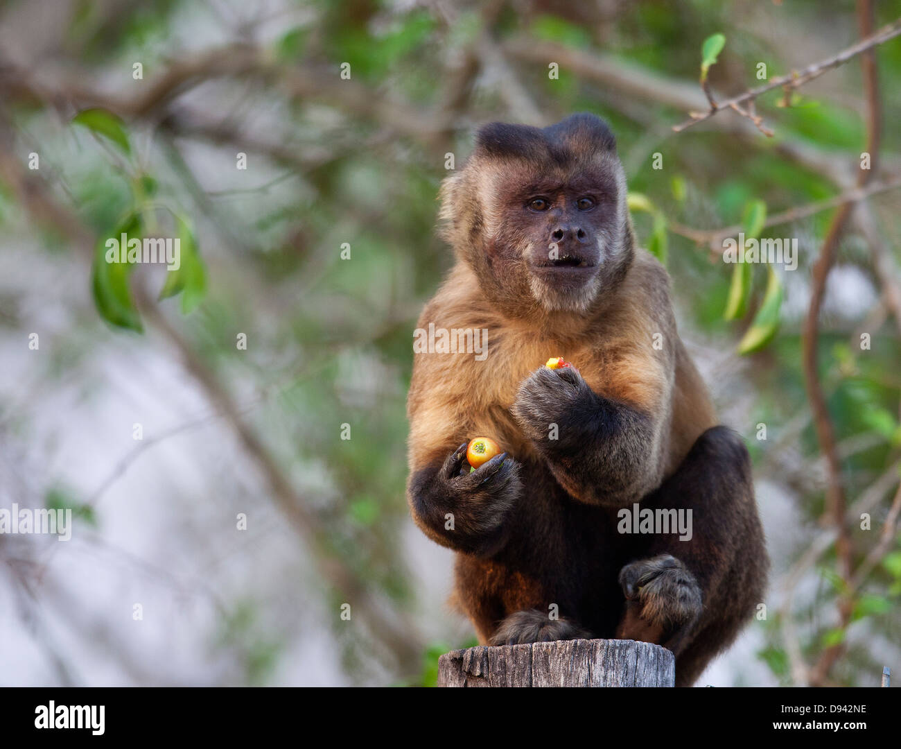 Fruit eating mammals hi-res stock photography and images - Alamy