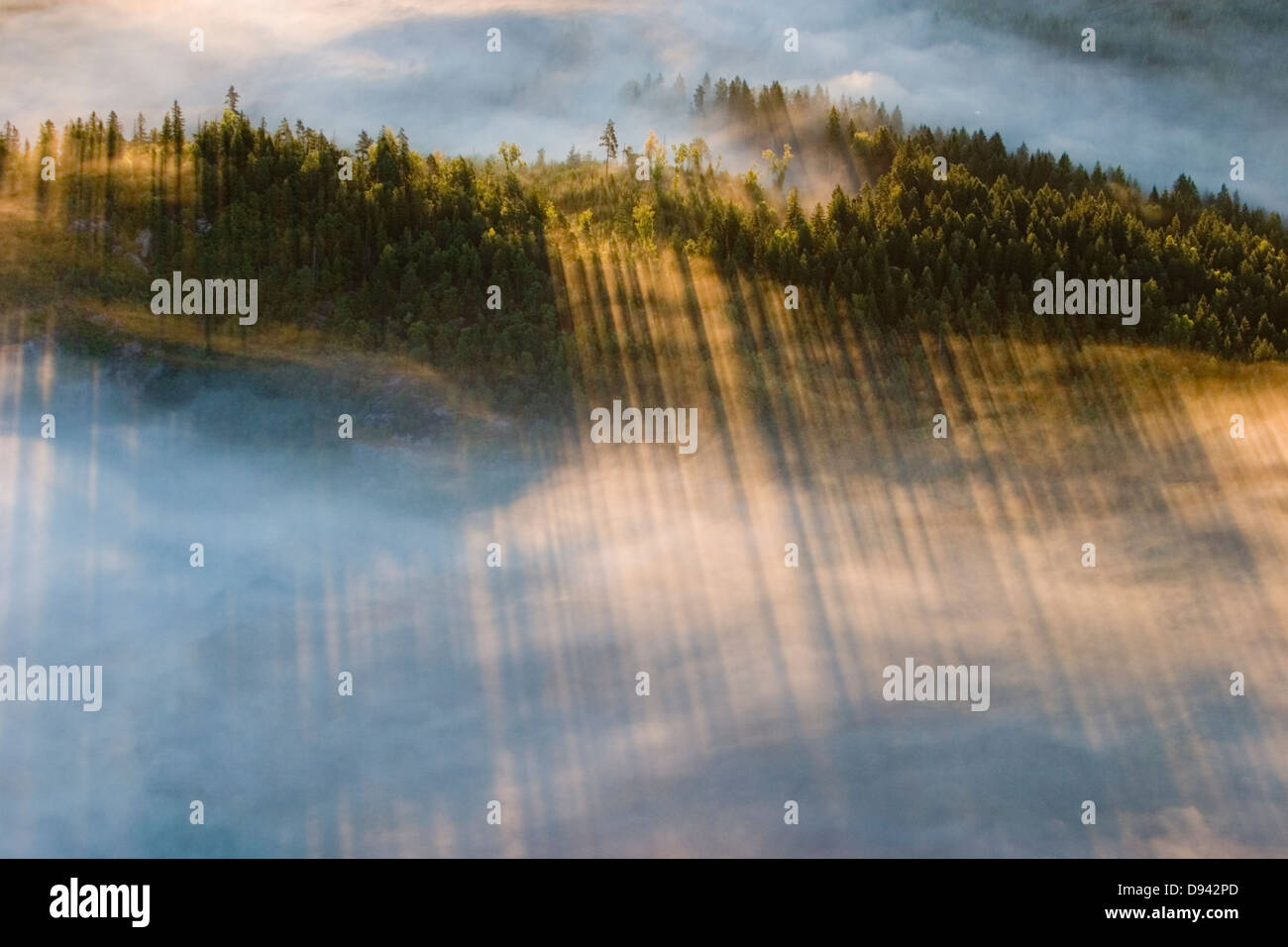 Fog over a forest, Sweden Stock Photo - Alamy