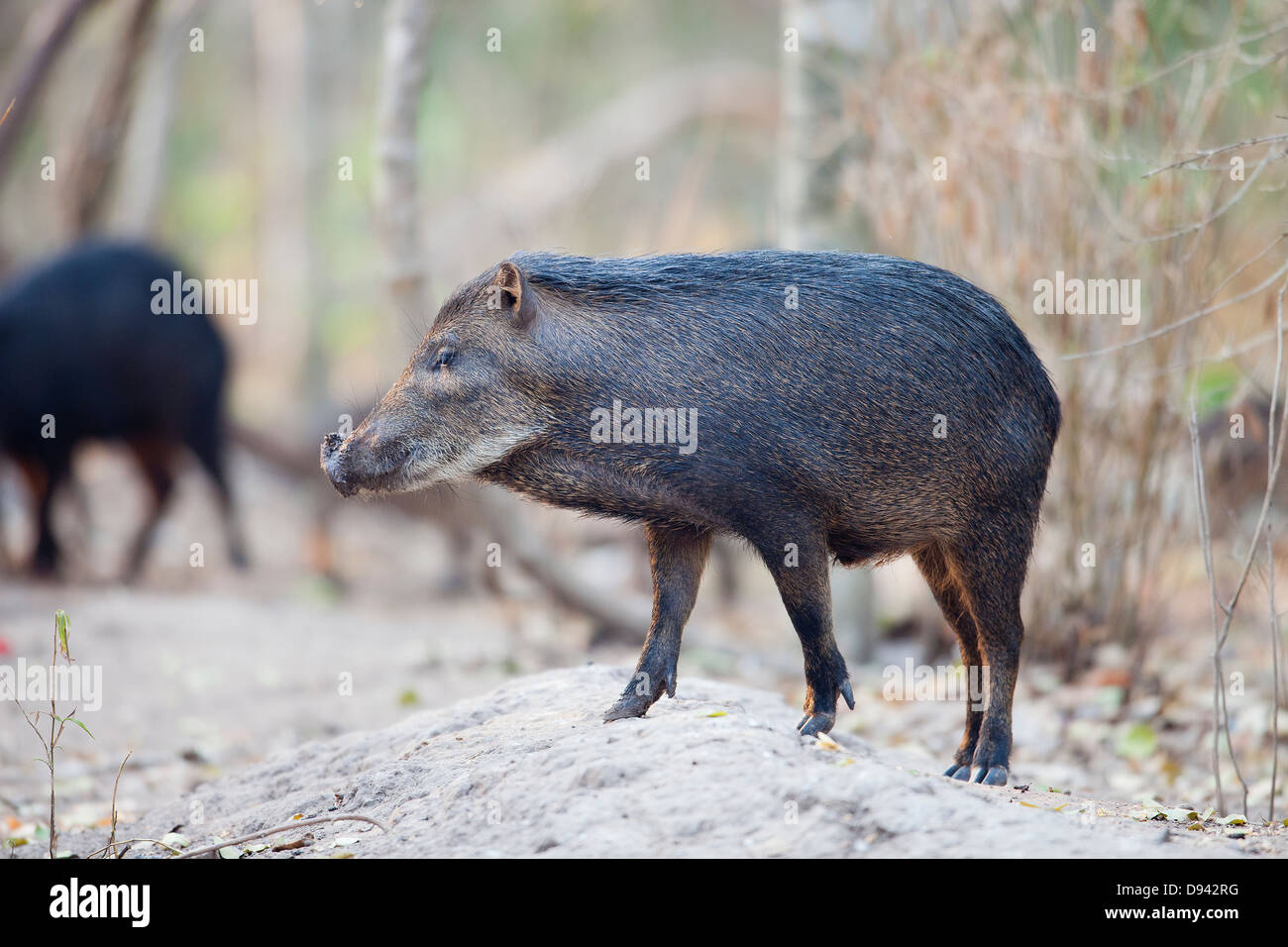 Black boar in forest Stock Photo - Alamy