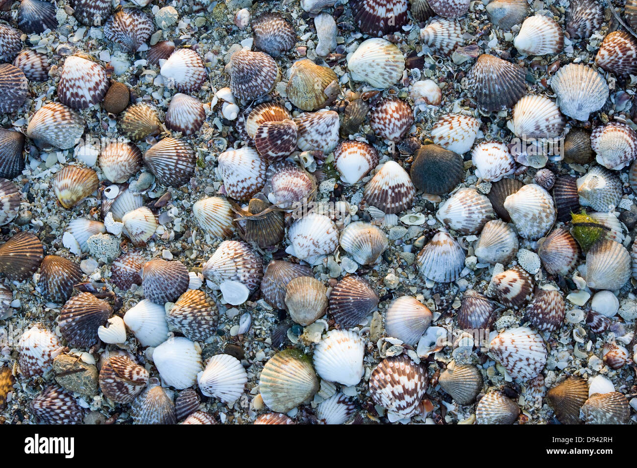 Shells on the beach, Mexico Stock Photo - Alamy