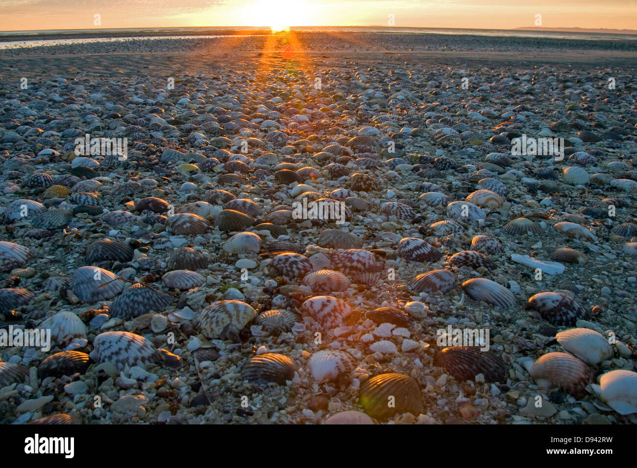 Shells on the beach, Mexico Stock Photo - Alamy