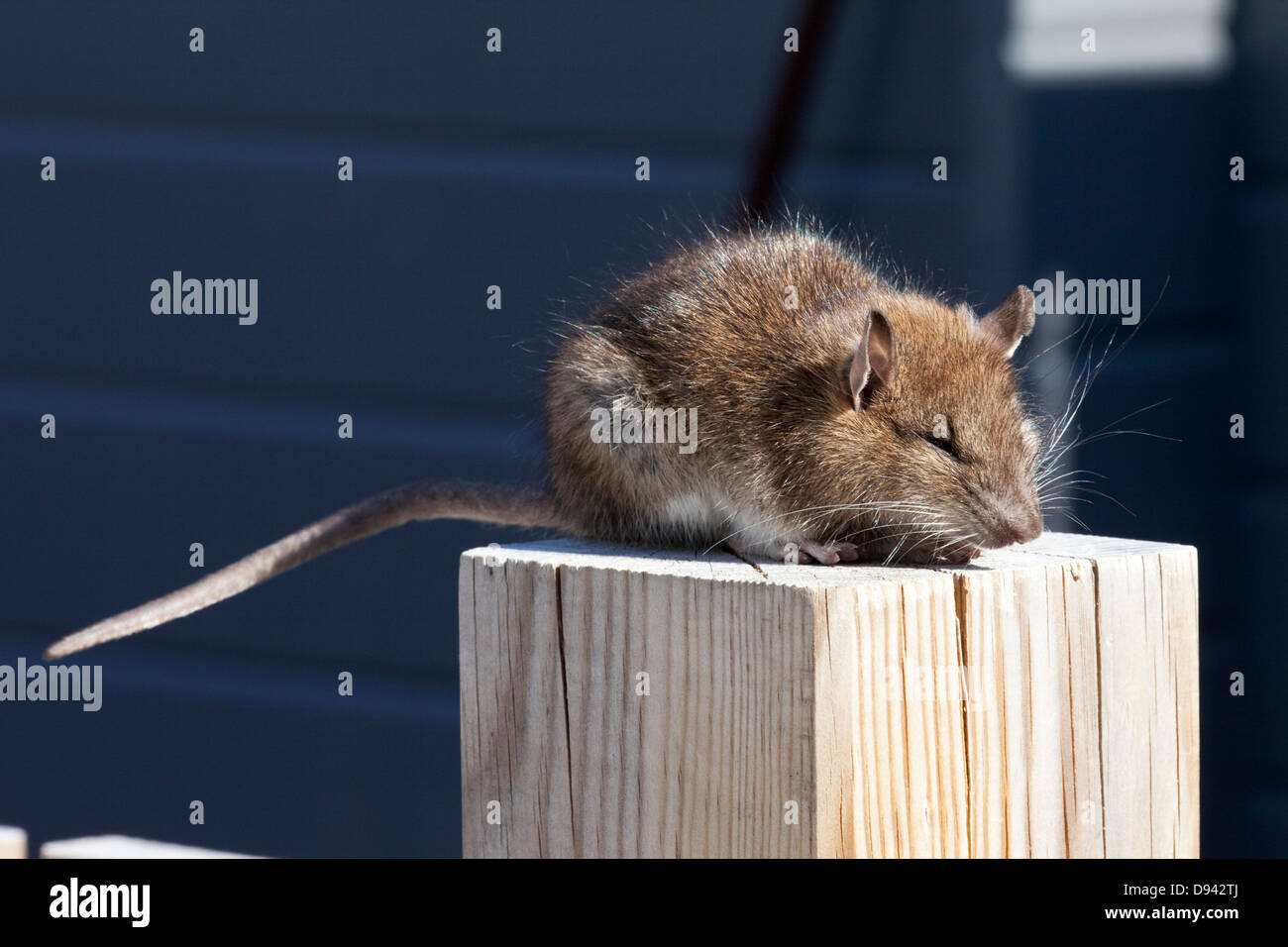 Rat sitting hi-res stock photography and images - Alamy