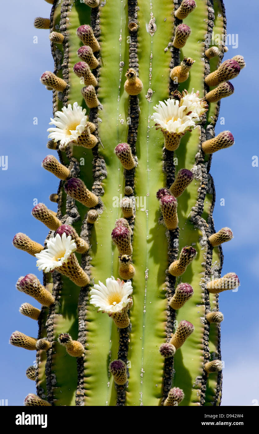 Flowers on a cactus, Mexico Stock Photo - Alamy