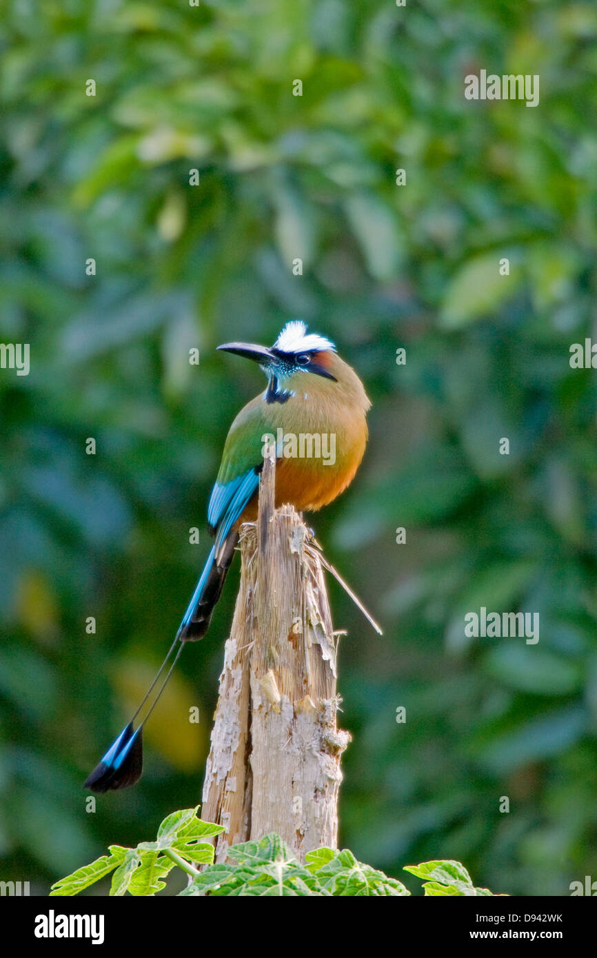 Motmot. Bird on a branch, Mexico Stock Photo - Alamy