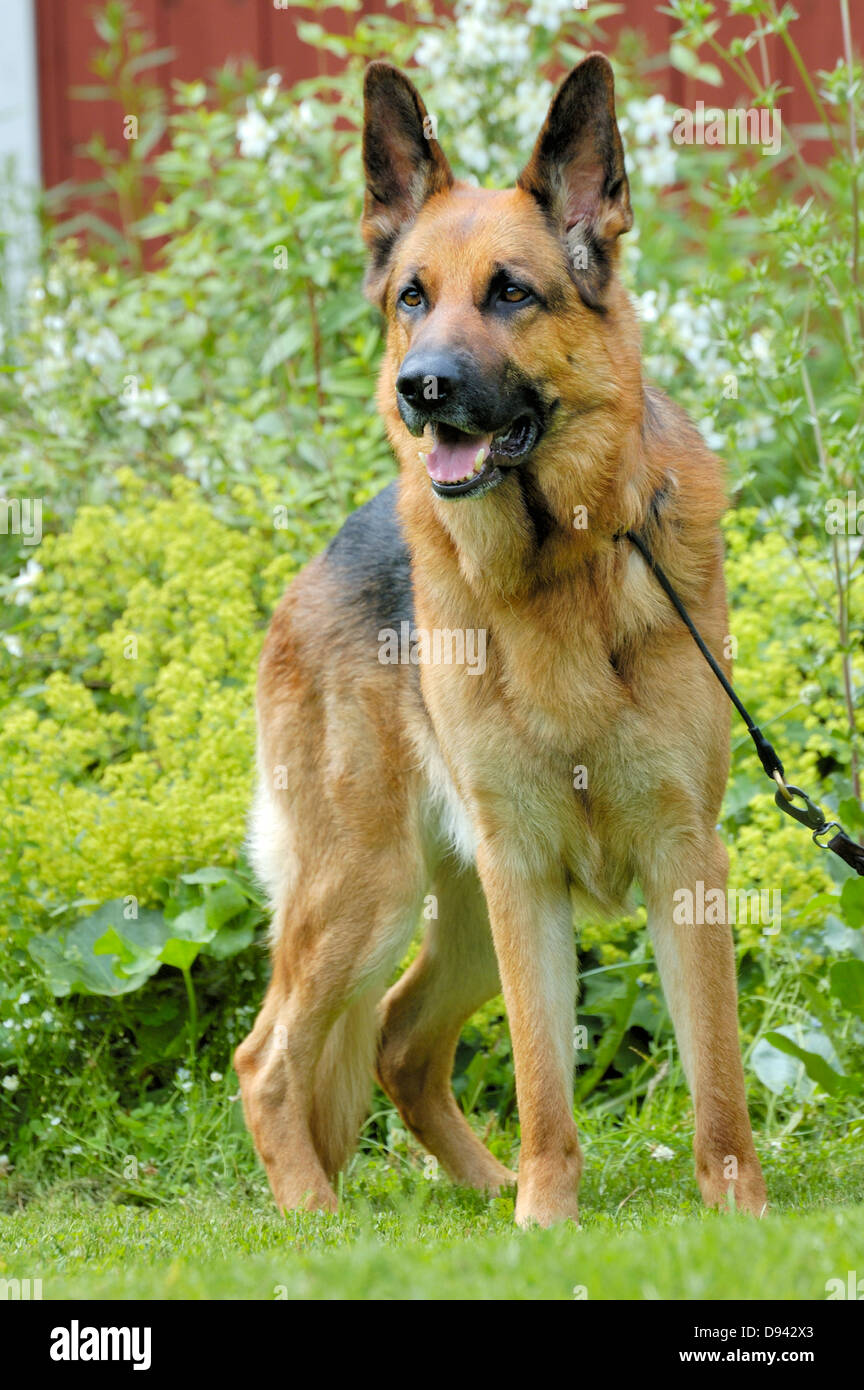 Is A German Shepherd An Inside Or Outside Dog