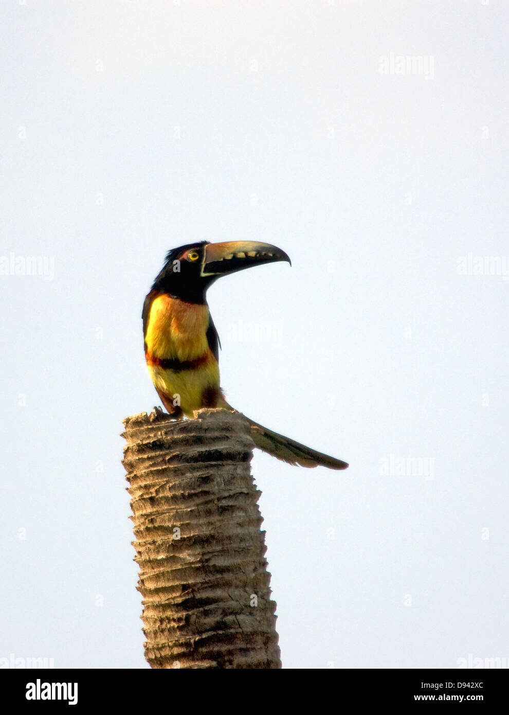 A toucan, Collared Aracari, Mexico Stock Photo - Alamy