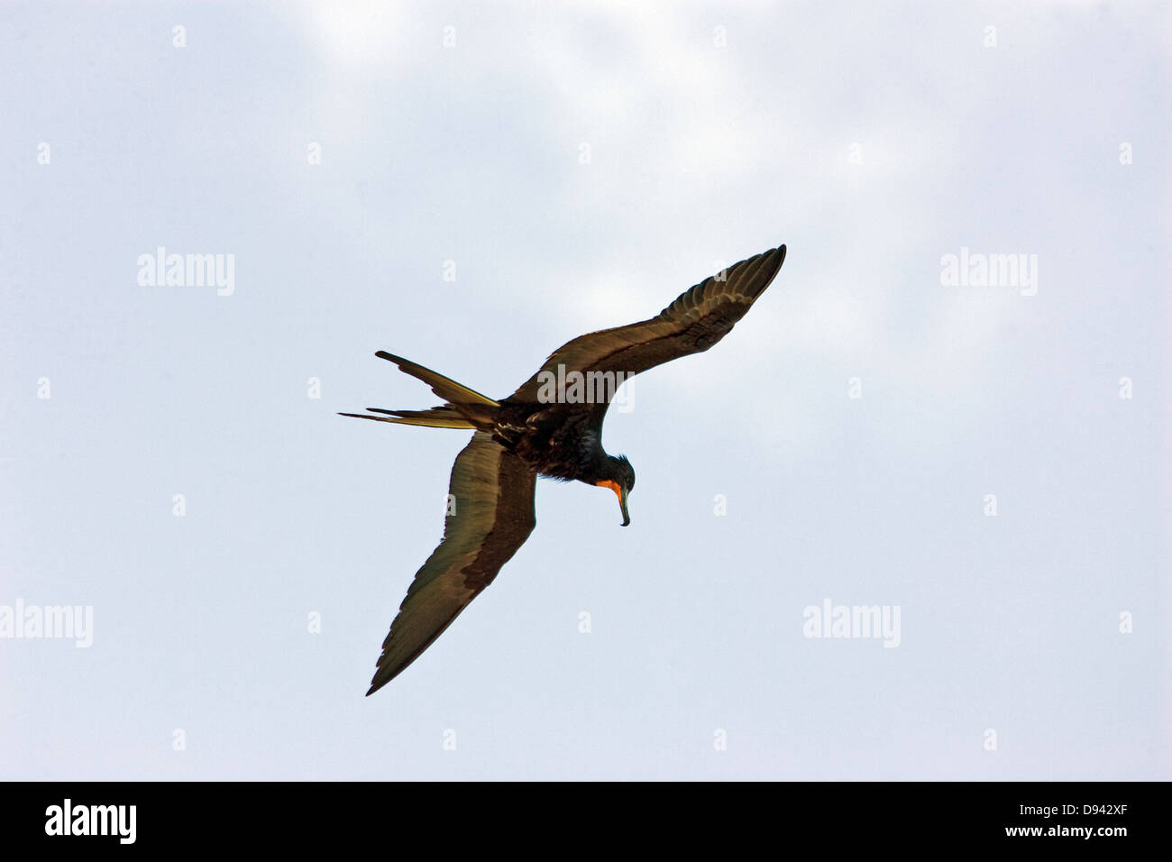 A flying big bird, Mexico Stock Photo - Alamy
