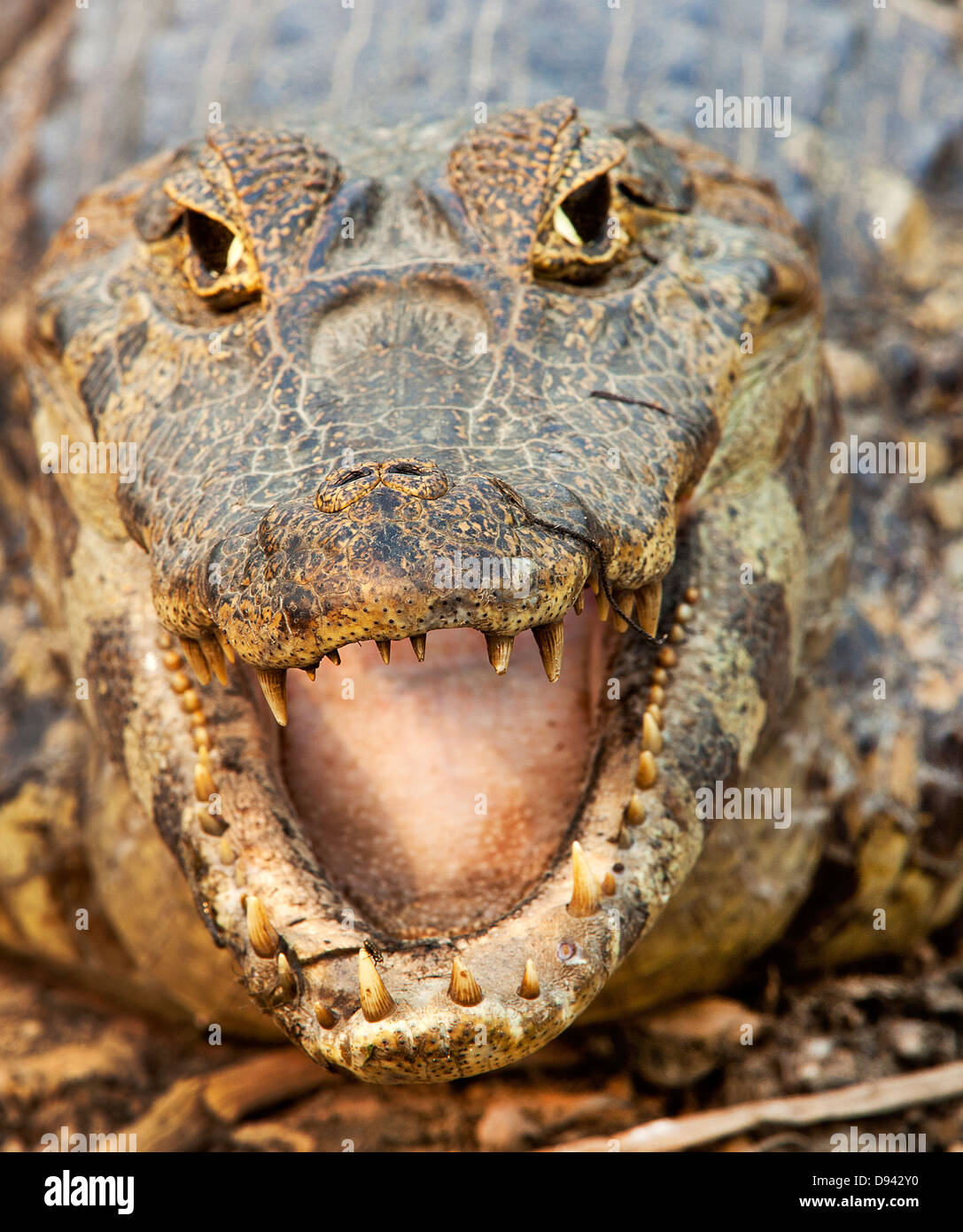 Portrait of Caiman Stock Photo - Alamy