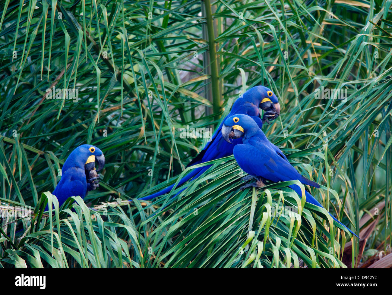 Parrots tree hi-res stock photography and images - Alamy