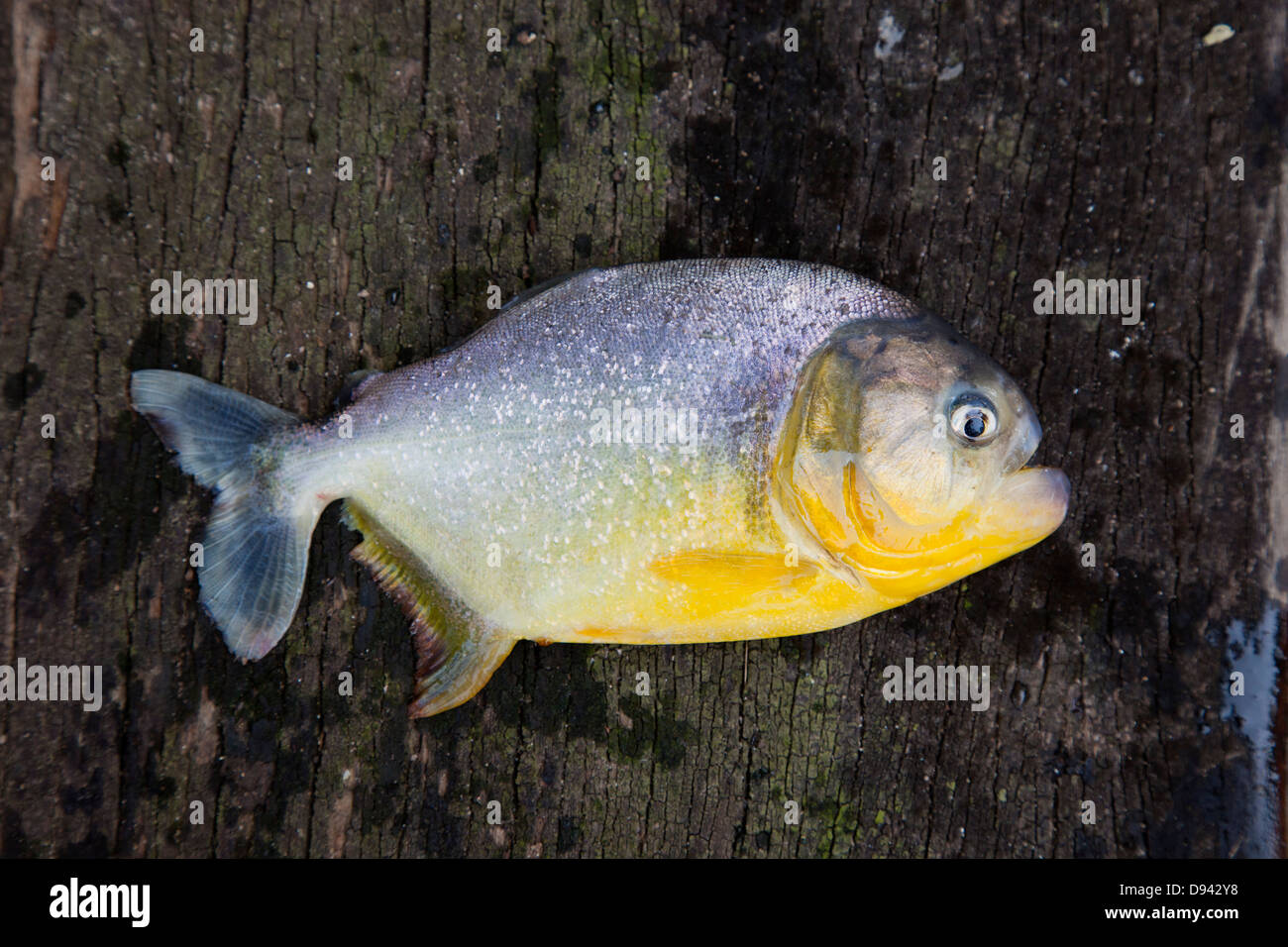 Close-up view of dead piranha Stock Photo - Alamy