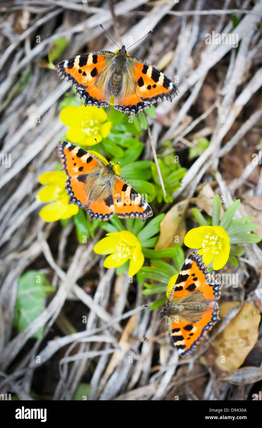 Small tortoiseshell butterflies on Winter Aconite Stock Photo - Alamy