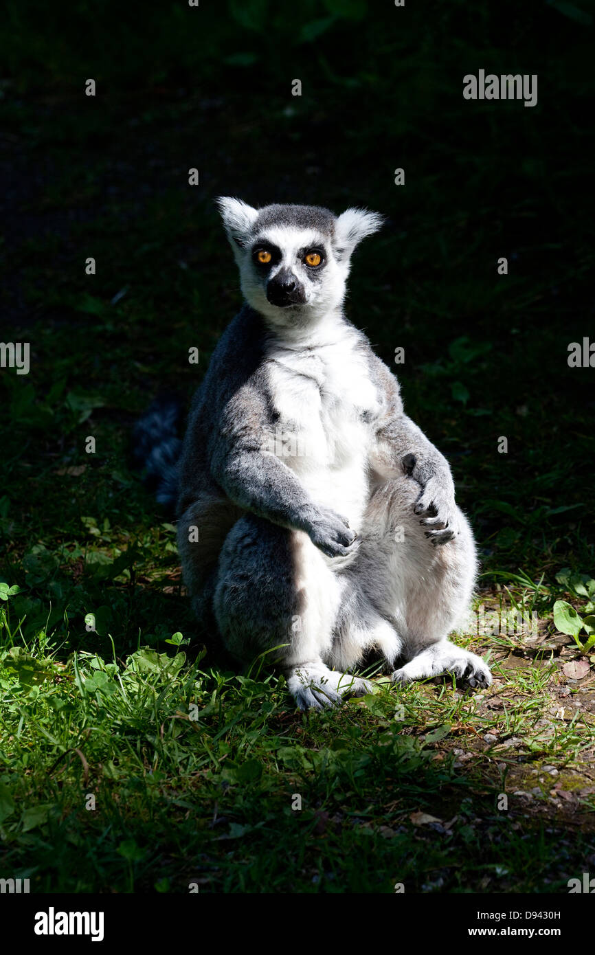 Lemur sitting on grass Stock Photo - Alamy