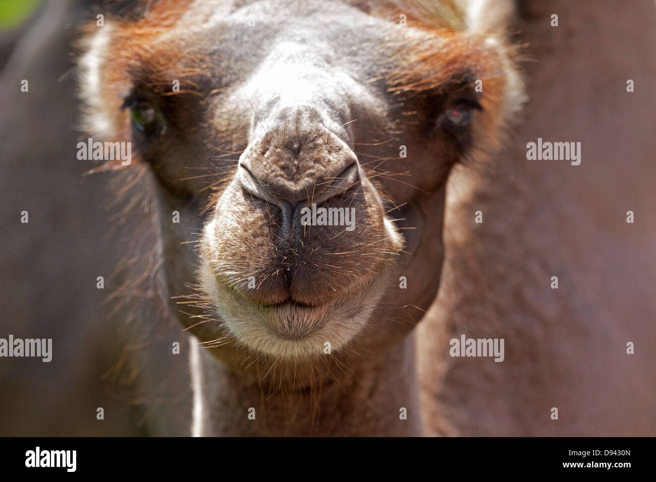 Camel head hi-res stock photography and images - Alamy