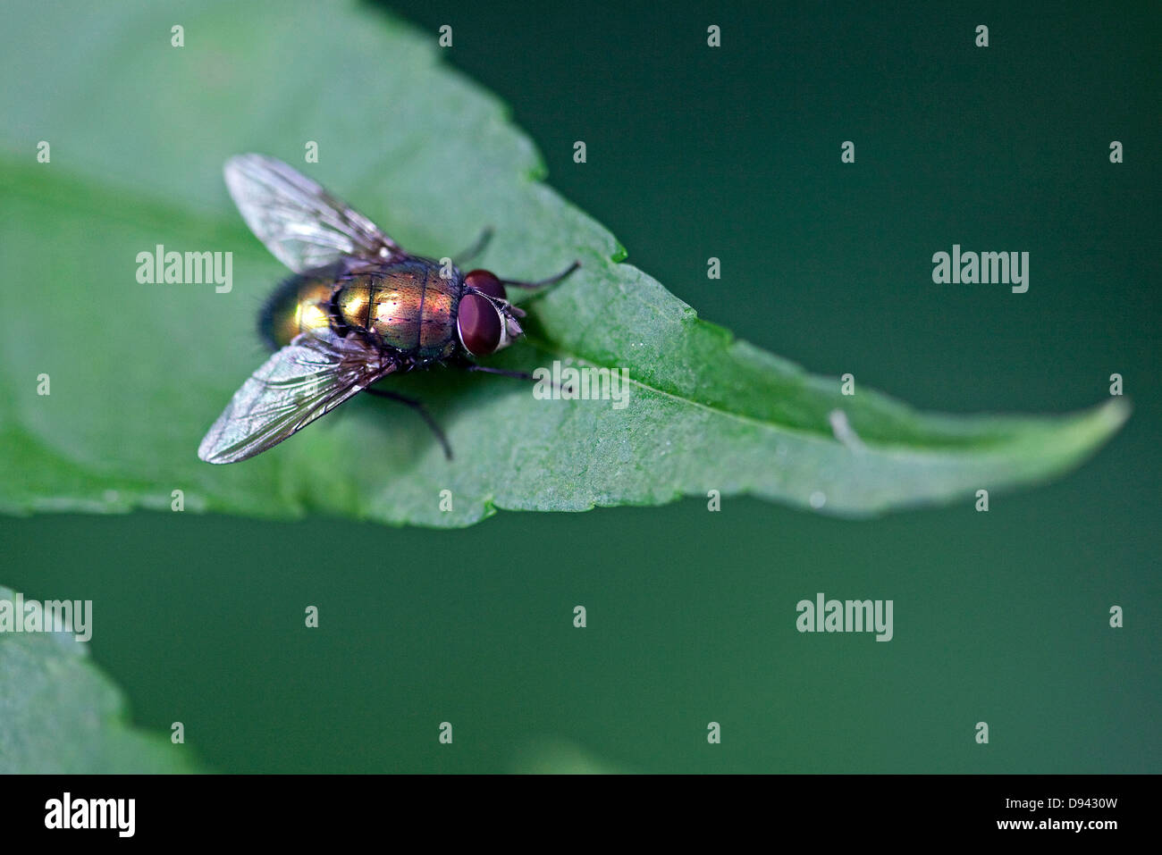 Bow-fly on leaf Stock Photo - Alamy