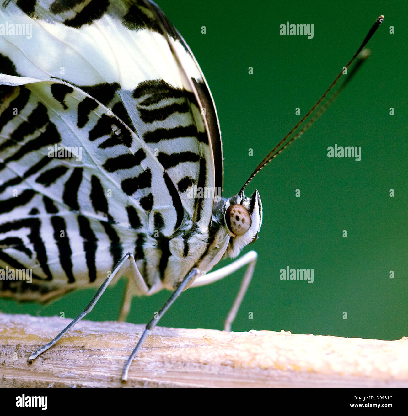 Close up butterfly hi-res stock photography and images - Alamy