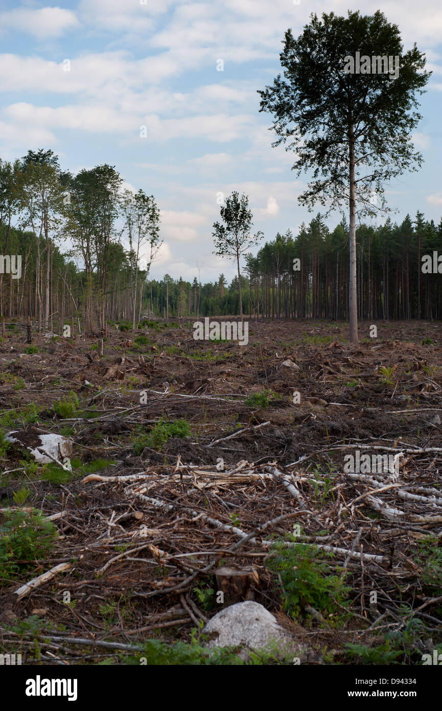 Trees in forest clearing Stock Photo - Alamy