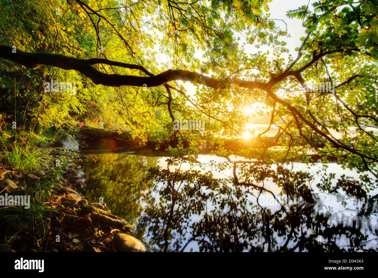 Tree over lake hi-res stock photography and images - Alamy
